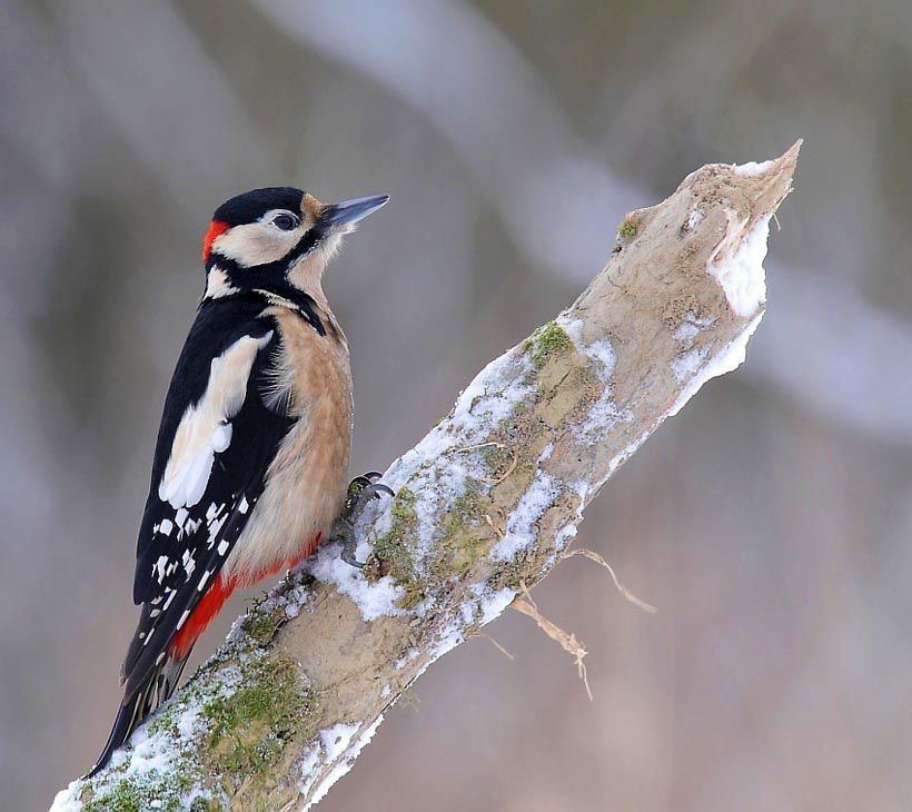 Вдохновляемся у природы: яркие птички