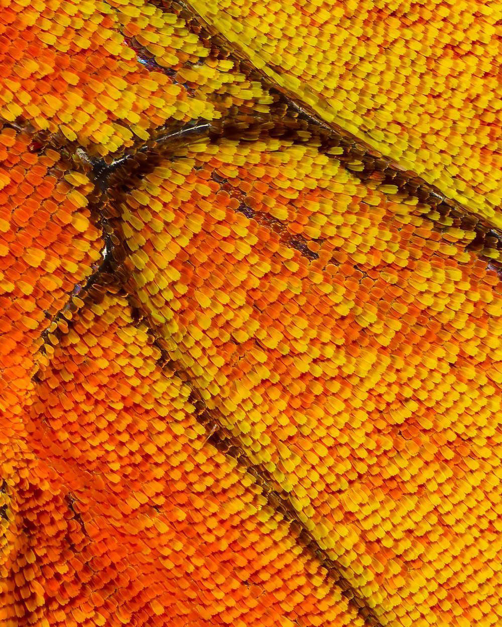 Бабочки, какими их никто не видит: невероятная макро-съемка от Chris Perani