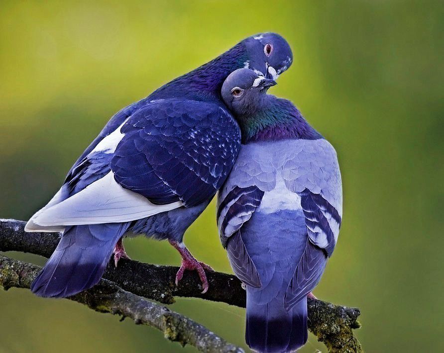 Вдохновляемся у природы: яркие птички