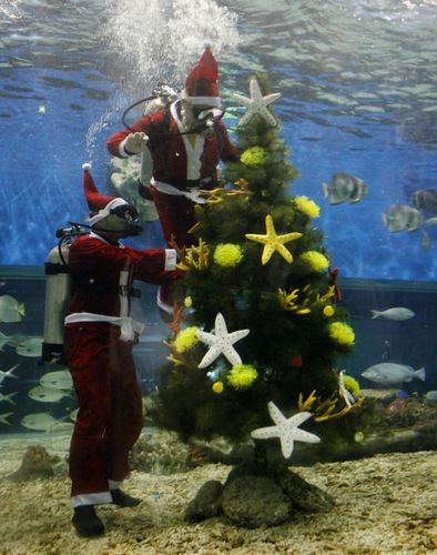 Самые необычные новогодние елки мира